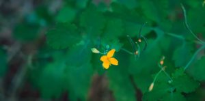 Tout savoir sur la chélidoine et ses vertus thérapeutiques