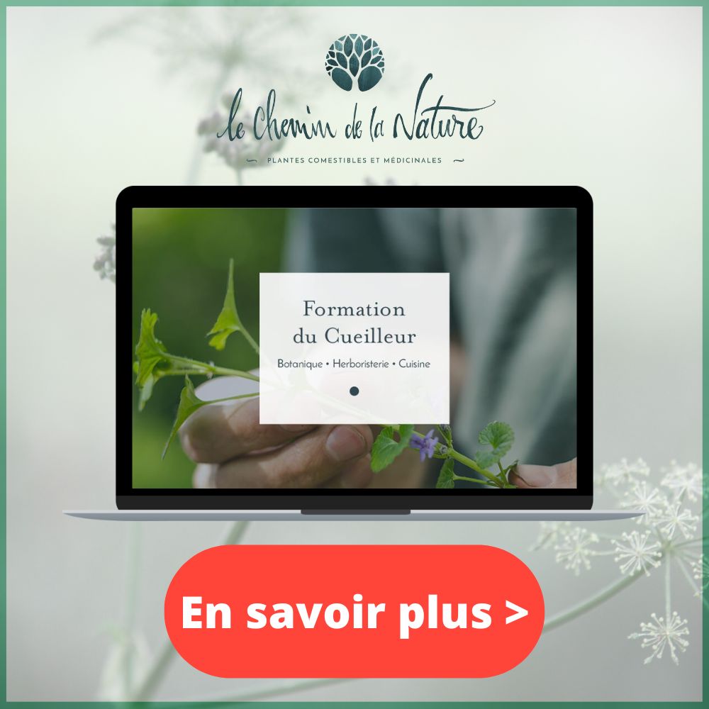 Que planter dans un talus : astuces et conseils pratiques
