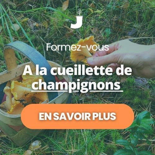 Saison des champignons : quand et où chercher - Jardinautes